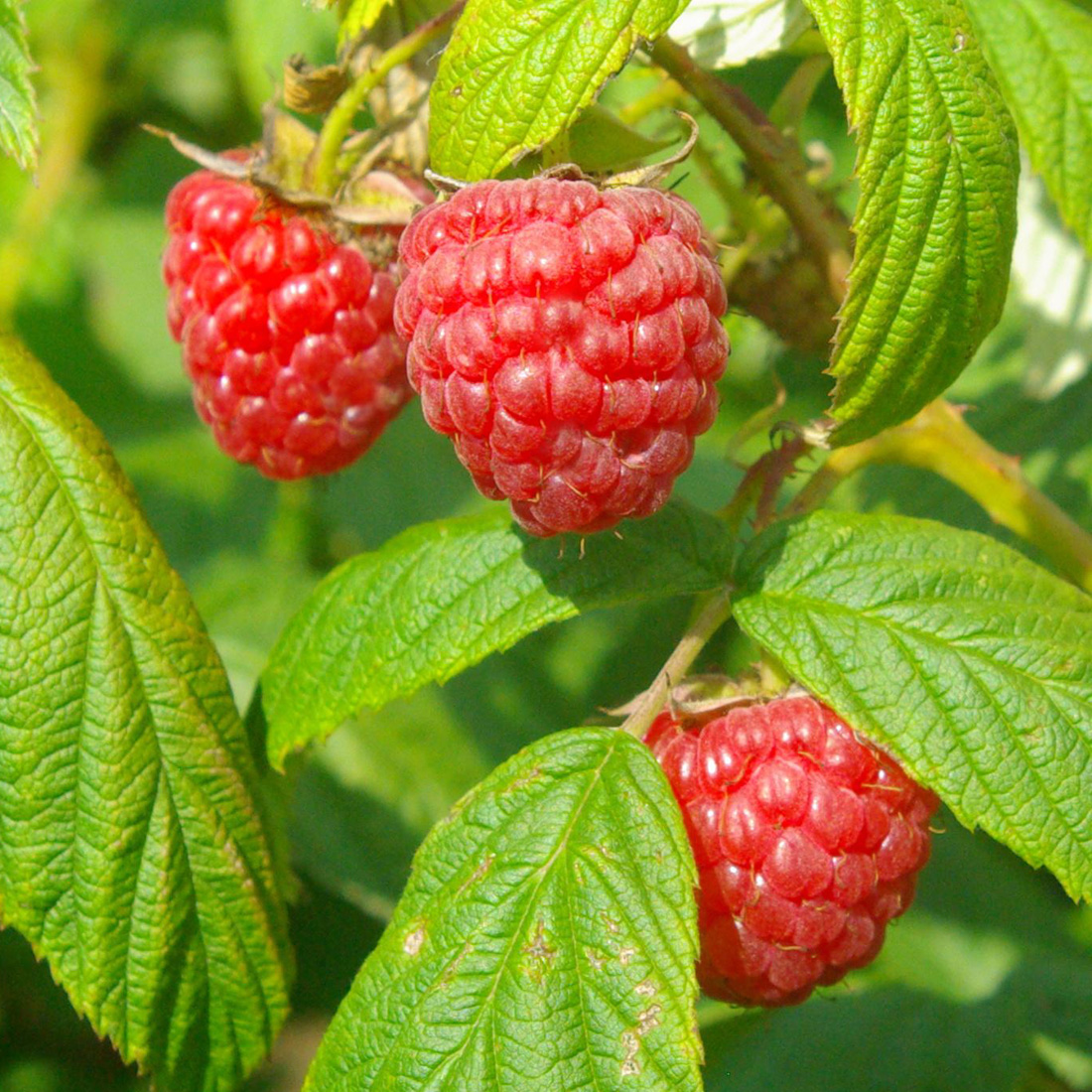 Rubus idaeus 'Heritage' | D&V Plant Production