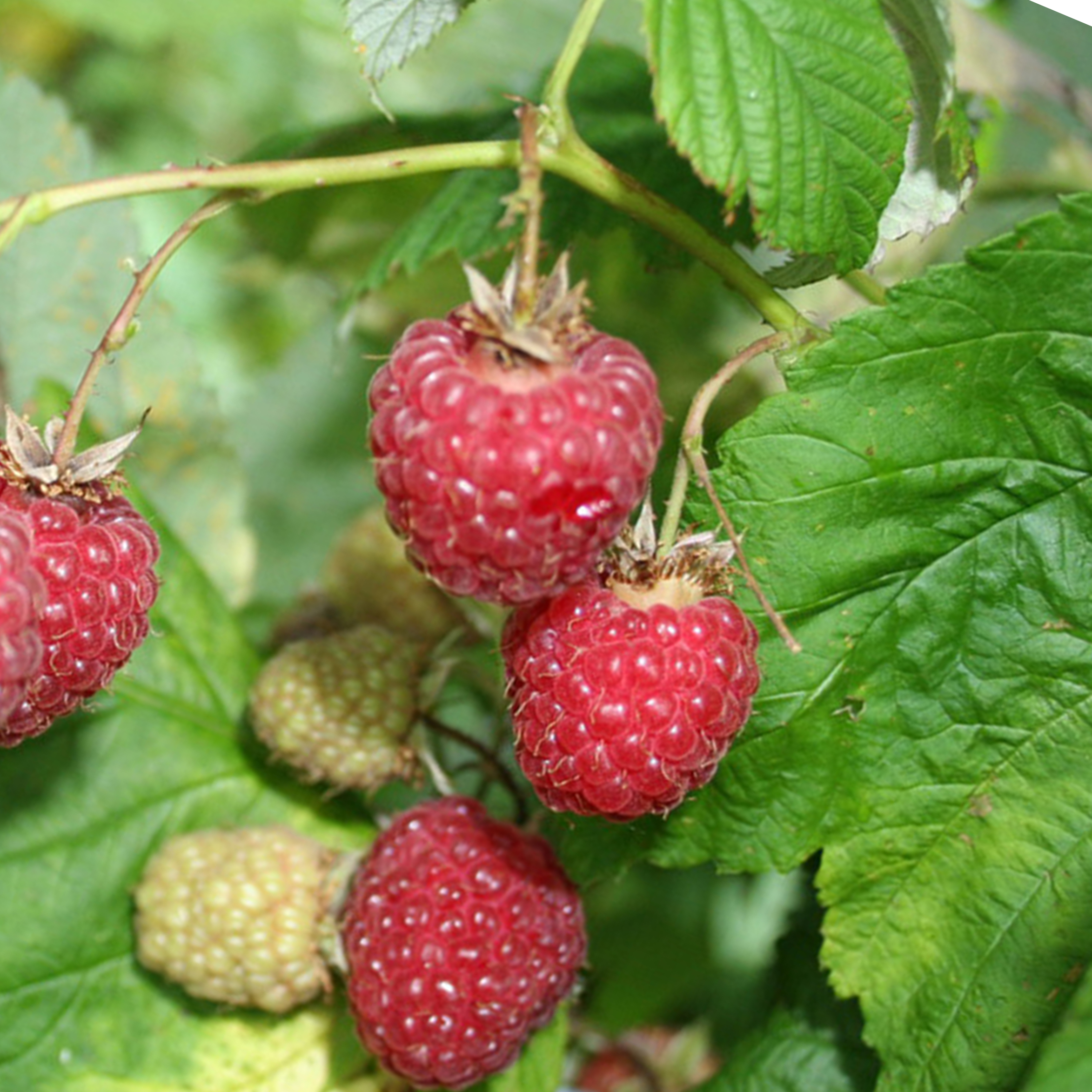 Rubus idaeus 'Meeker' | D&V Plant Production