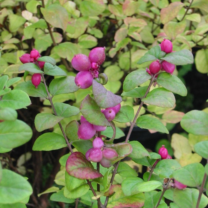 Symphoricarpos doorenbosii 'Magic Berry' | D&V Plant Production