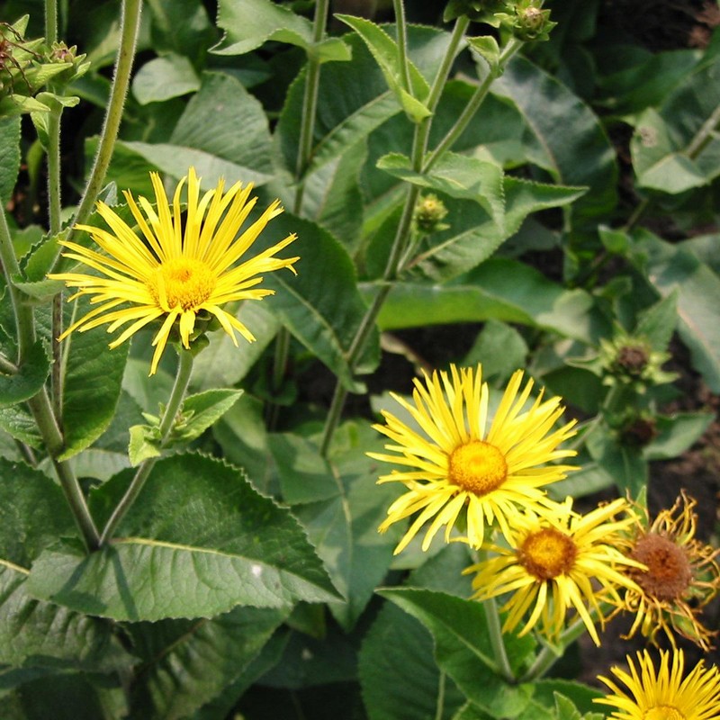 Inula helenium | D&V Plant Production